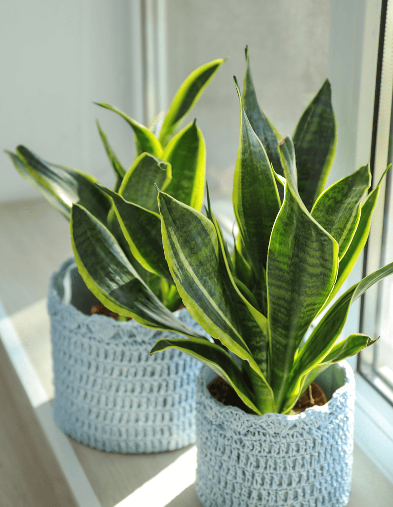 5 Best Indoor Plants For Your Home That Are Hard to Kill - shabbyfufu.com
