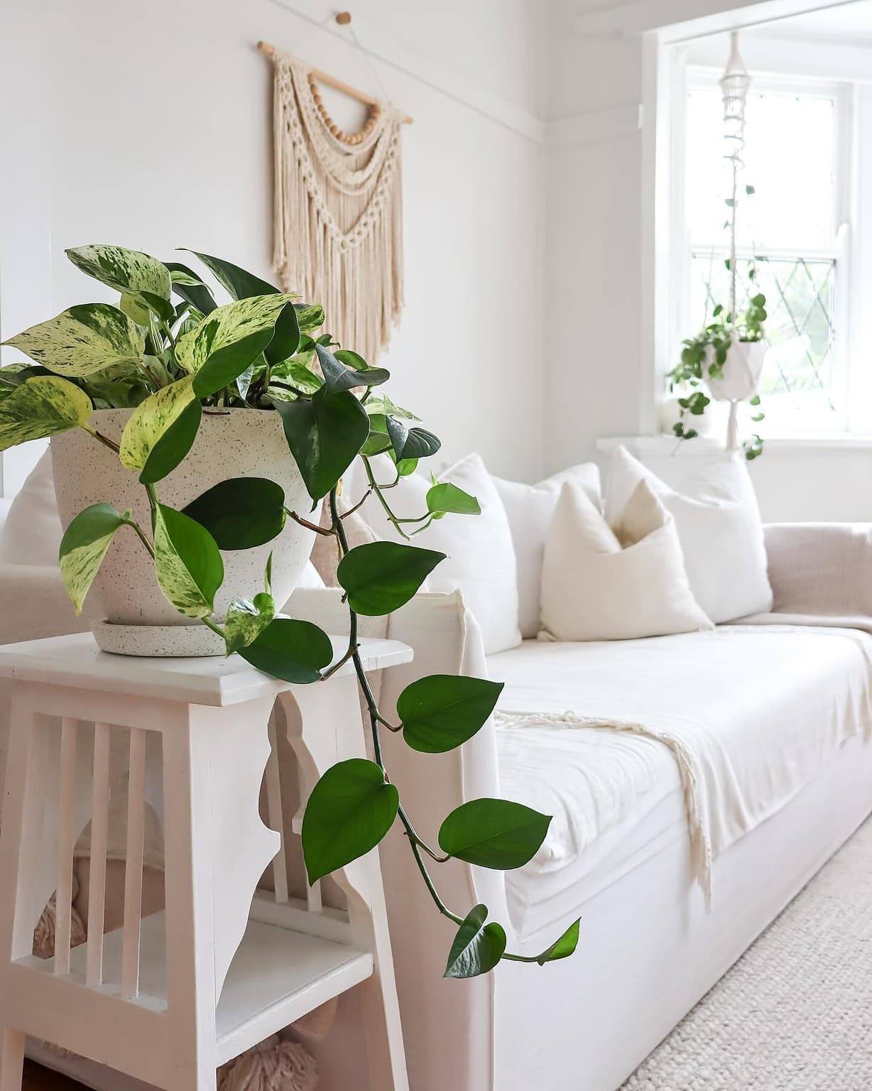 5 Best Indoor Plants For Your Home That Are Hard to Kill - shabbyfufu.com